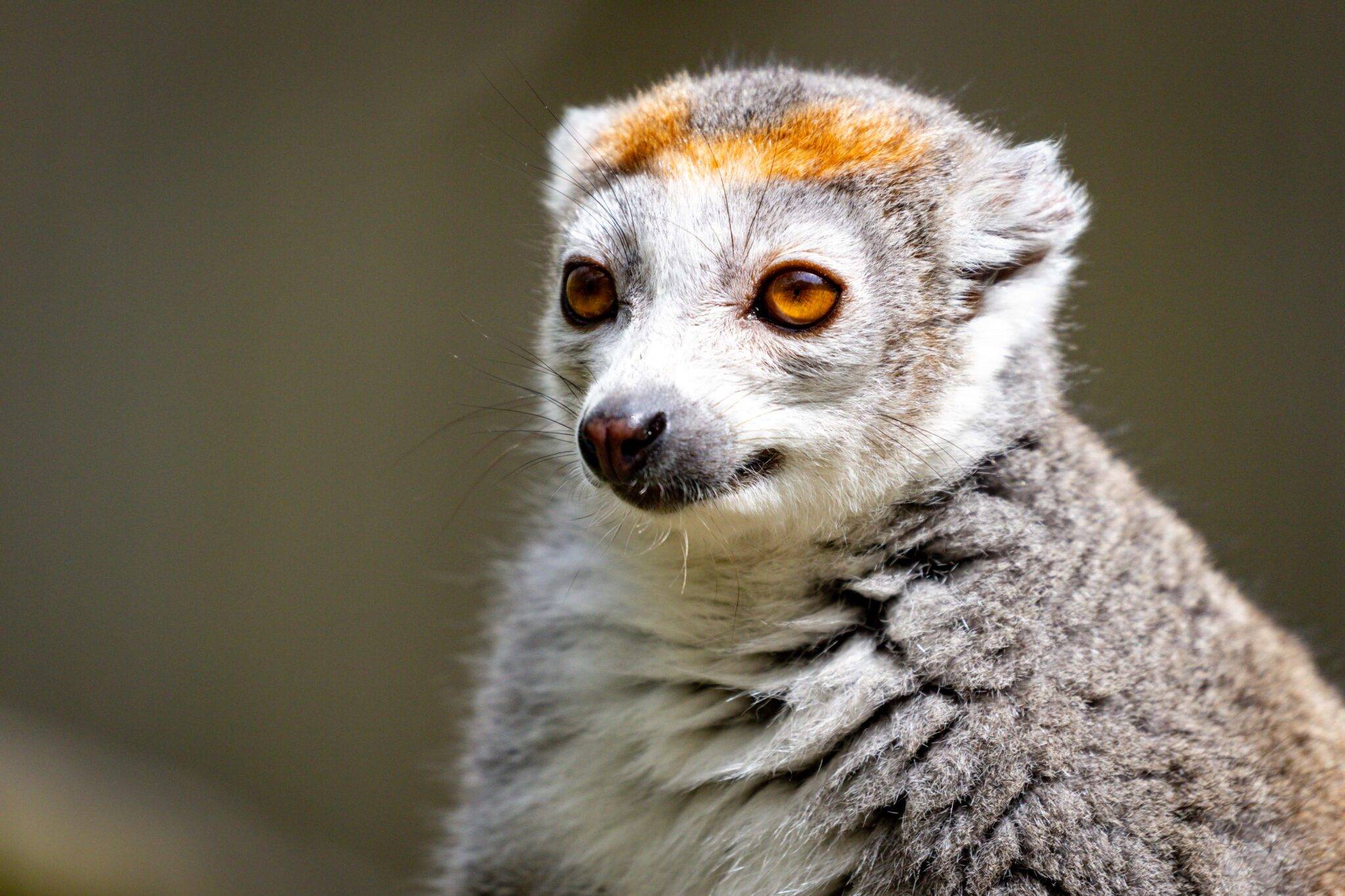 Top 10 must see animals at Howletts Wildlife Park – The Canterbury Hub