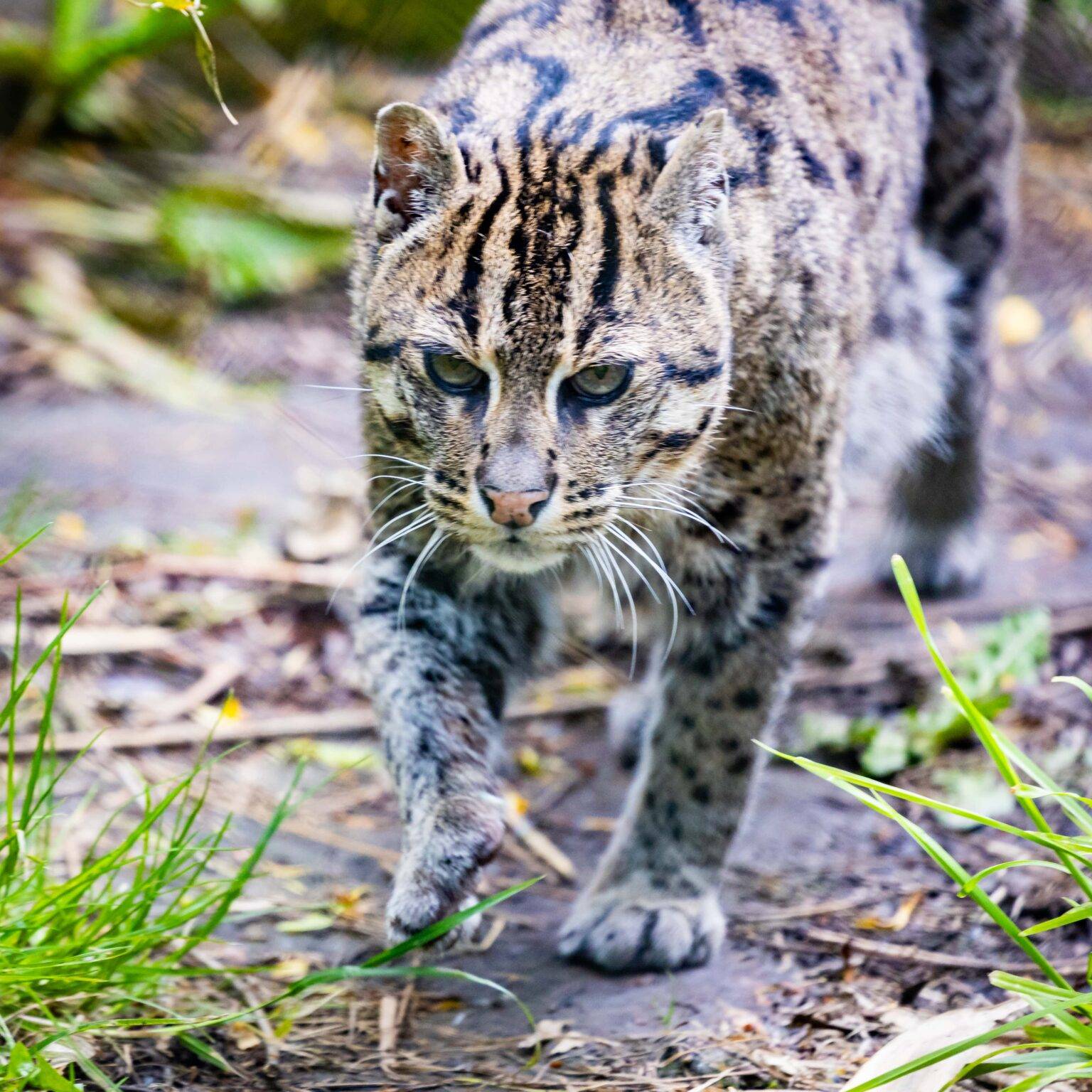 Top 10 must see animals at Howletts Wildlife Park – The Canterbury Hub