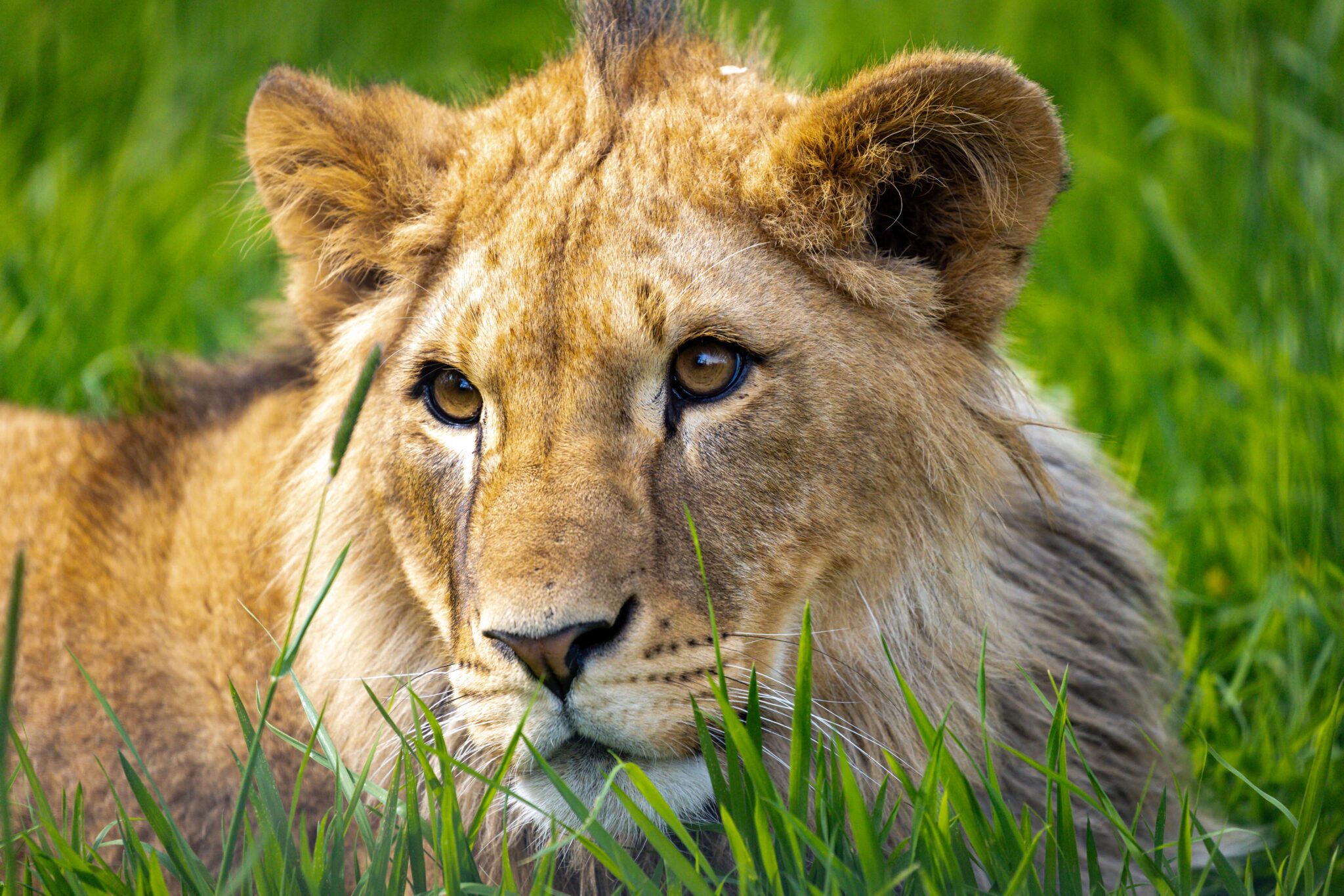 Top 10 must see animals at Howletts Wildlife Park – The Canterbury Hub