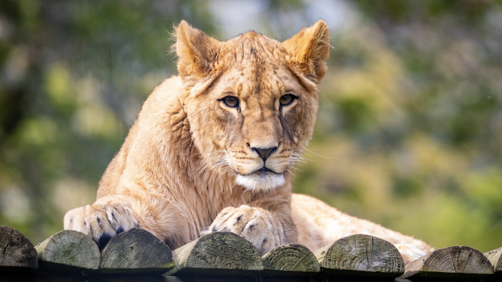 Top 10 must see animals at Howletts Wildlife Park – The Canterbury Hub