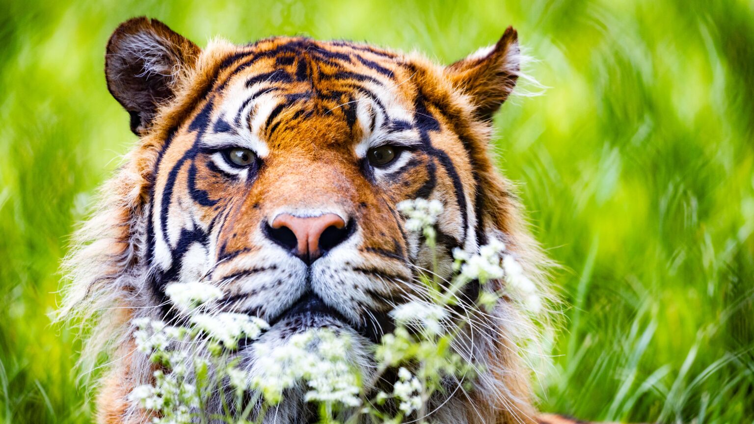 Top 10 must see animals at Howletts Wildlife Park – The Canterbury Hub